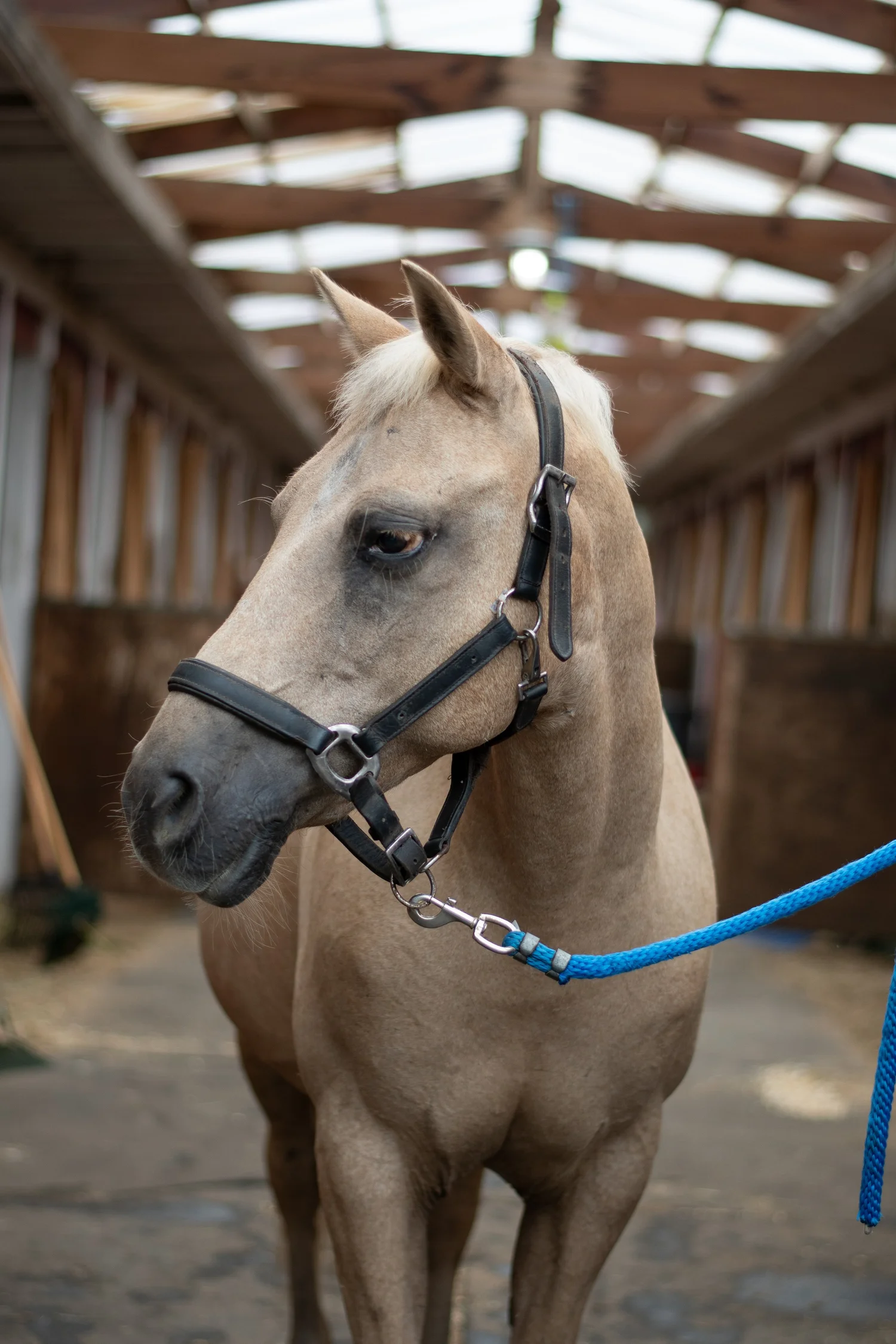 Our Horses | Experience Therapeutic Riding Today — GallopNYC