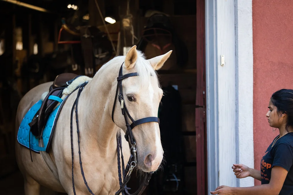 Our Horses | Experience Therapeutic Riding Today — GallopNYC
