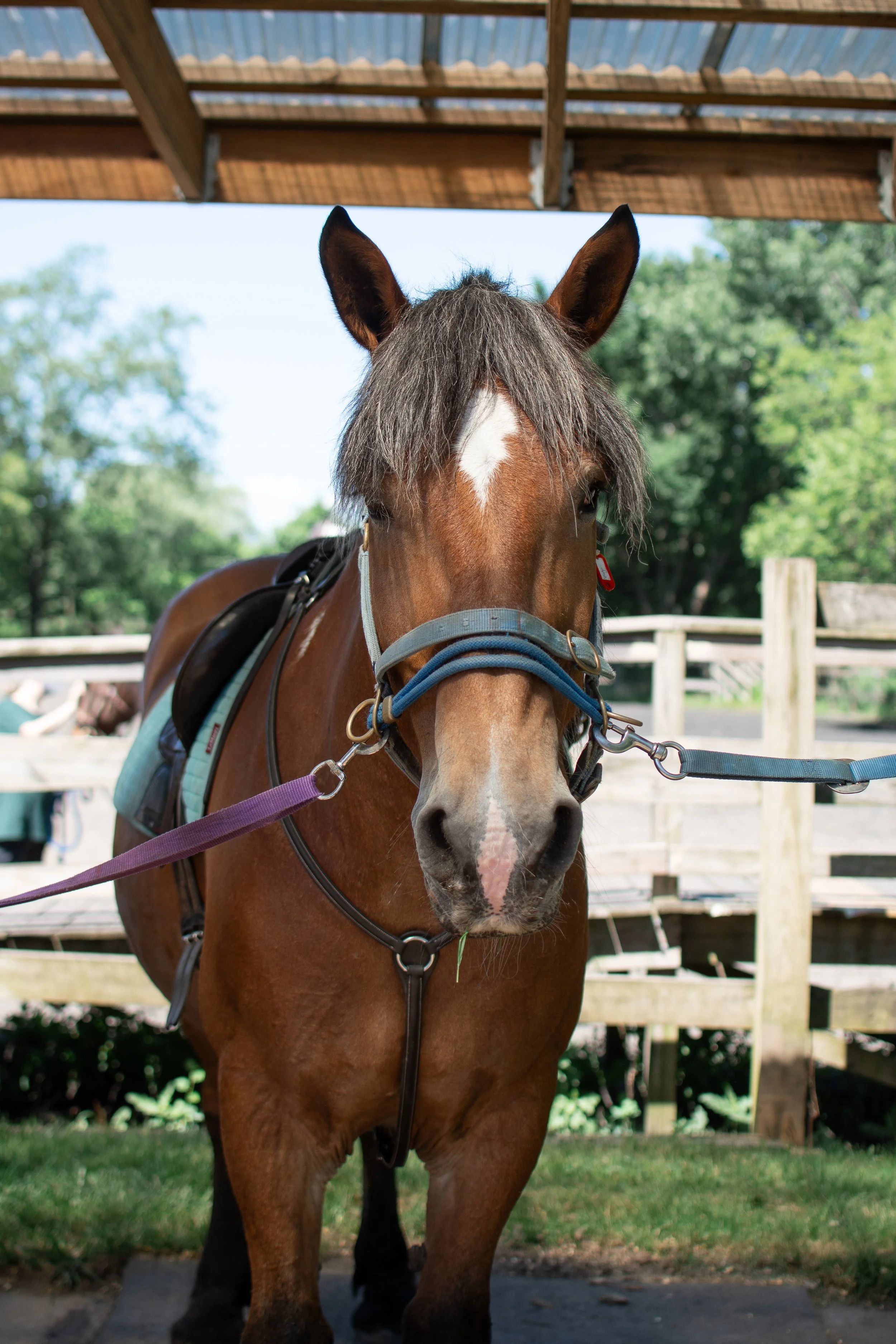 Our Horses | Experience Therapeutic Riding Today — GallopNYC