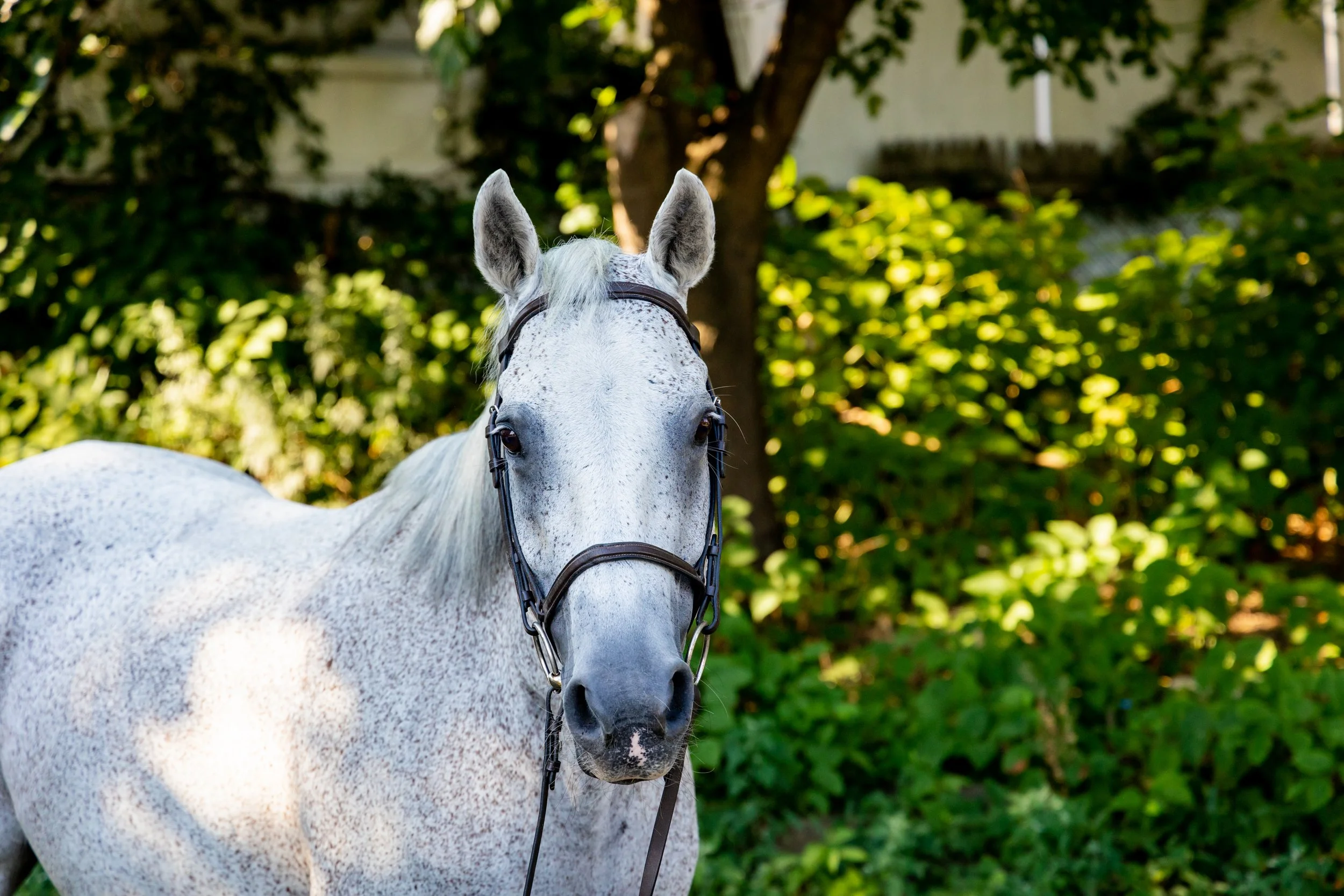 Our Horses | Experience Therapeutic Riding Today — GallopNYC