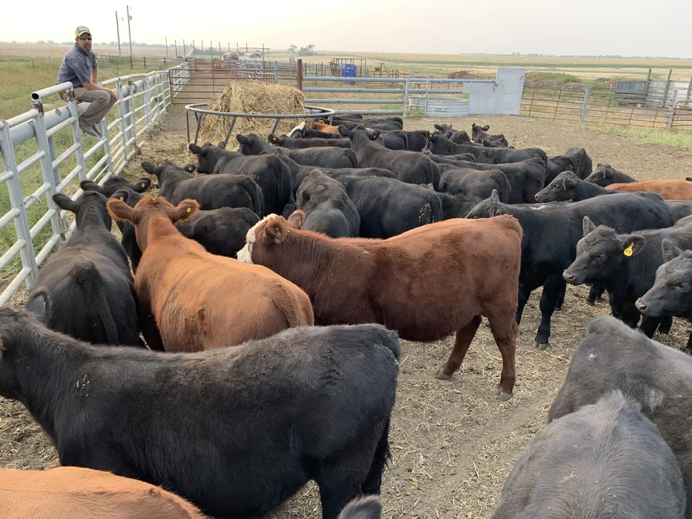 M Arrow Ranch Beef — M Arrow Ranch Co.