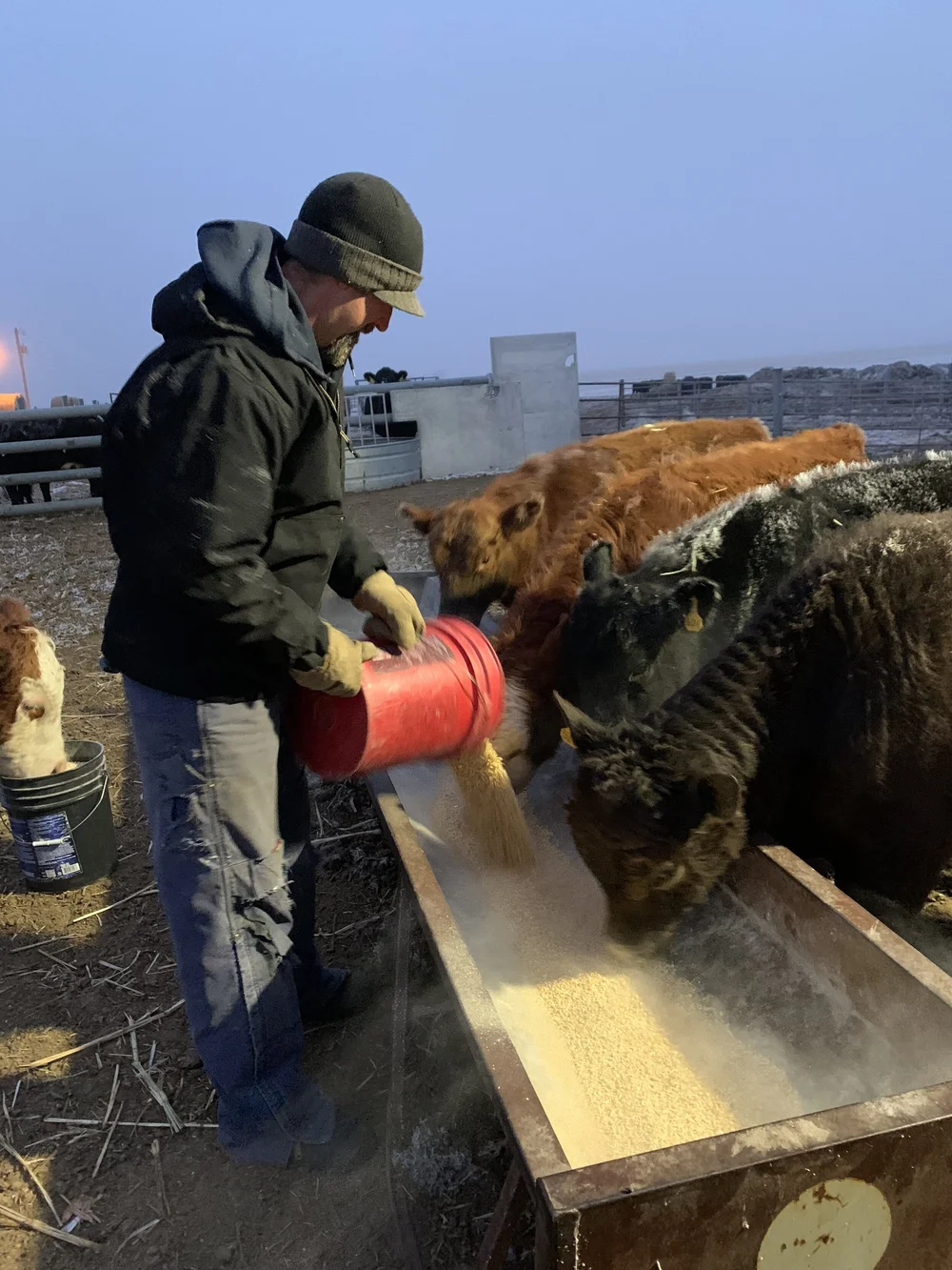 M Arrow Ranch Beef — M Arrow Ranch Co.