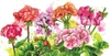 Floral & Wildlife — Georgina Luck
