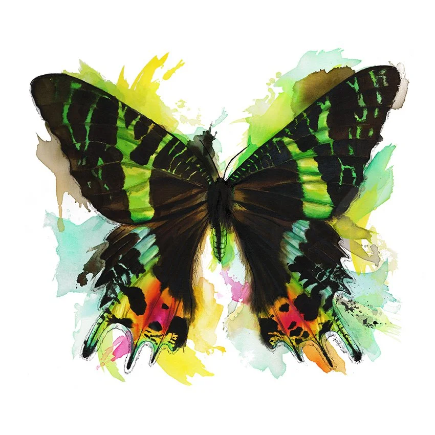 Floral & Wildlife — Georgina Luck