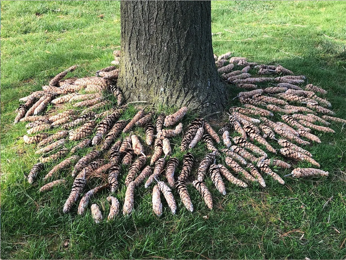 Kathleen Sweeney on Substack — Kathleen Sweeney EcoArtivist