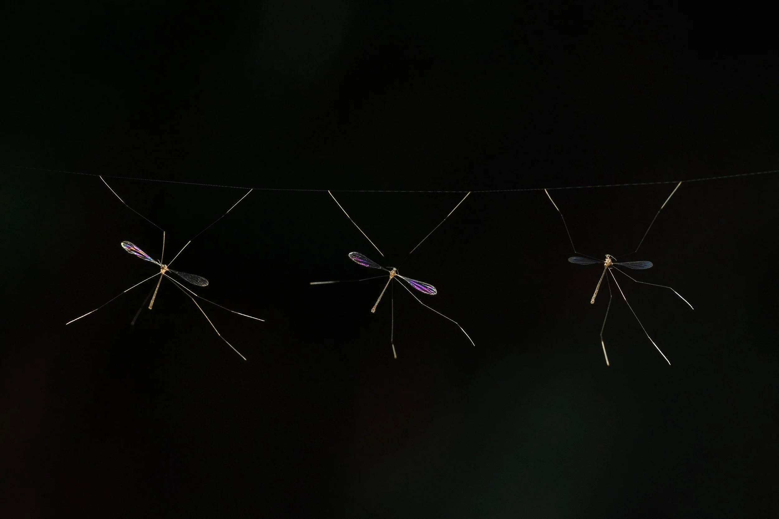 Your Beginner's Guide to Stunning Macro-Insect Photography — Damith ...