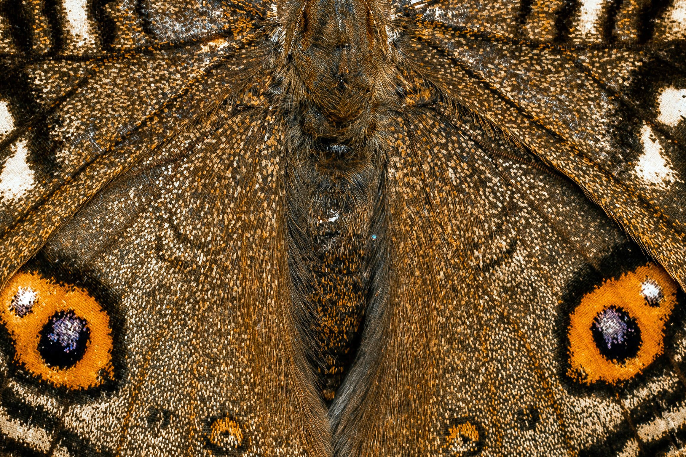 Mastering the Art of Macro Photography: Capturing the Tiny World of ...