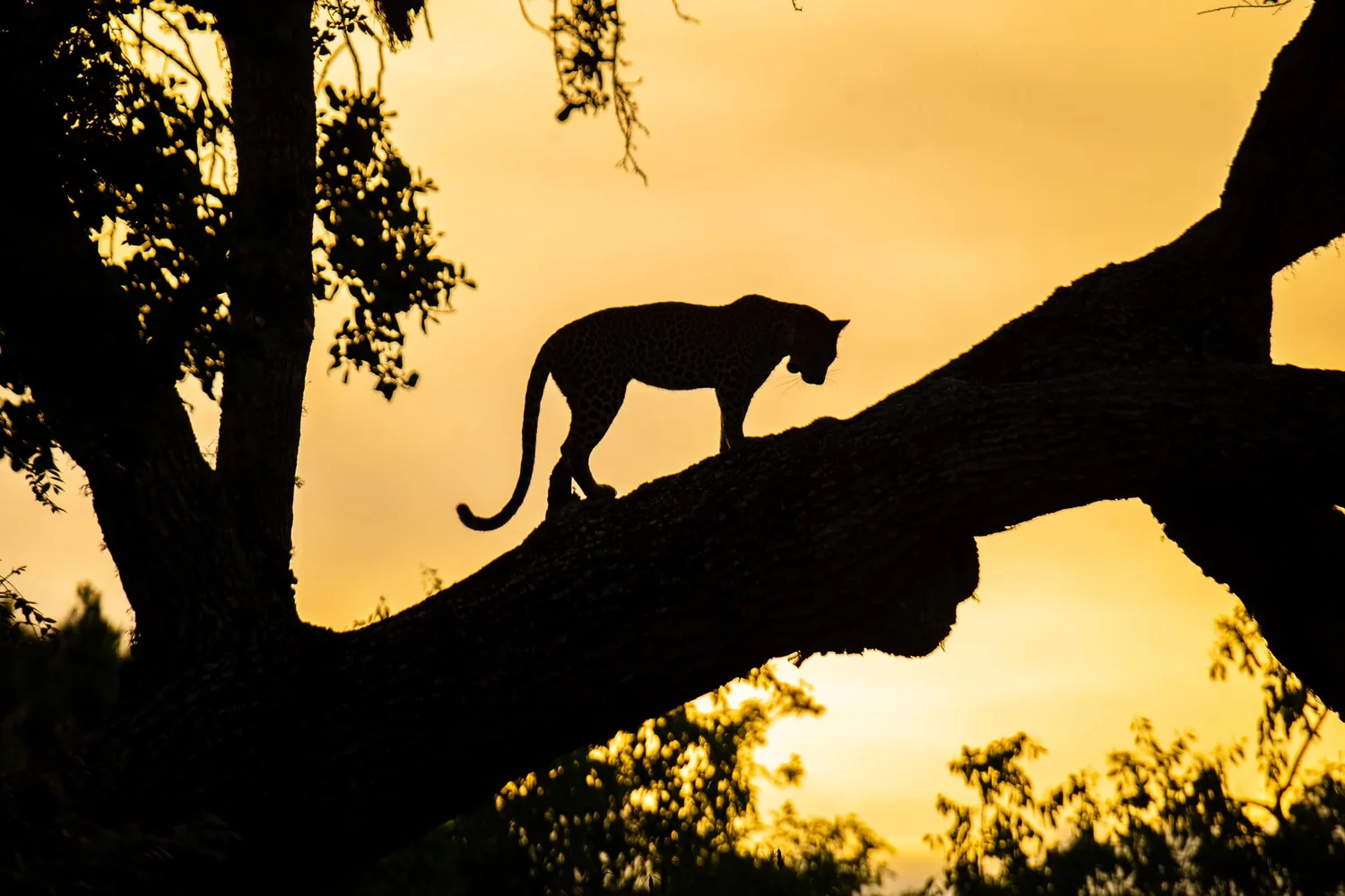 Mastering the Art of Silhouette Photography: Creating Stunning Visual ...