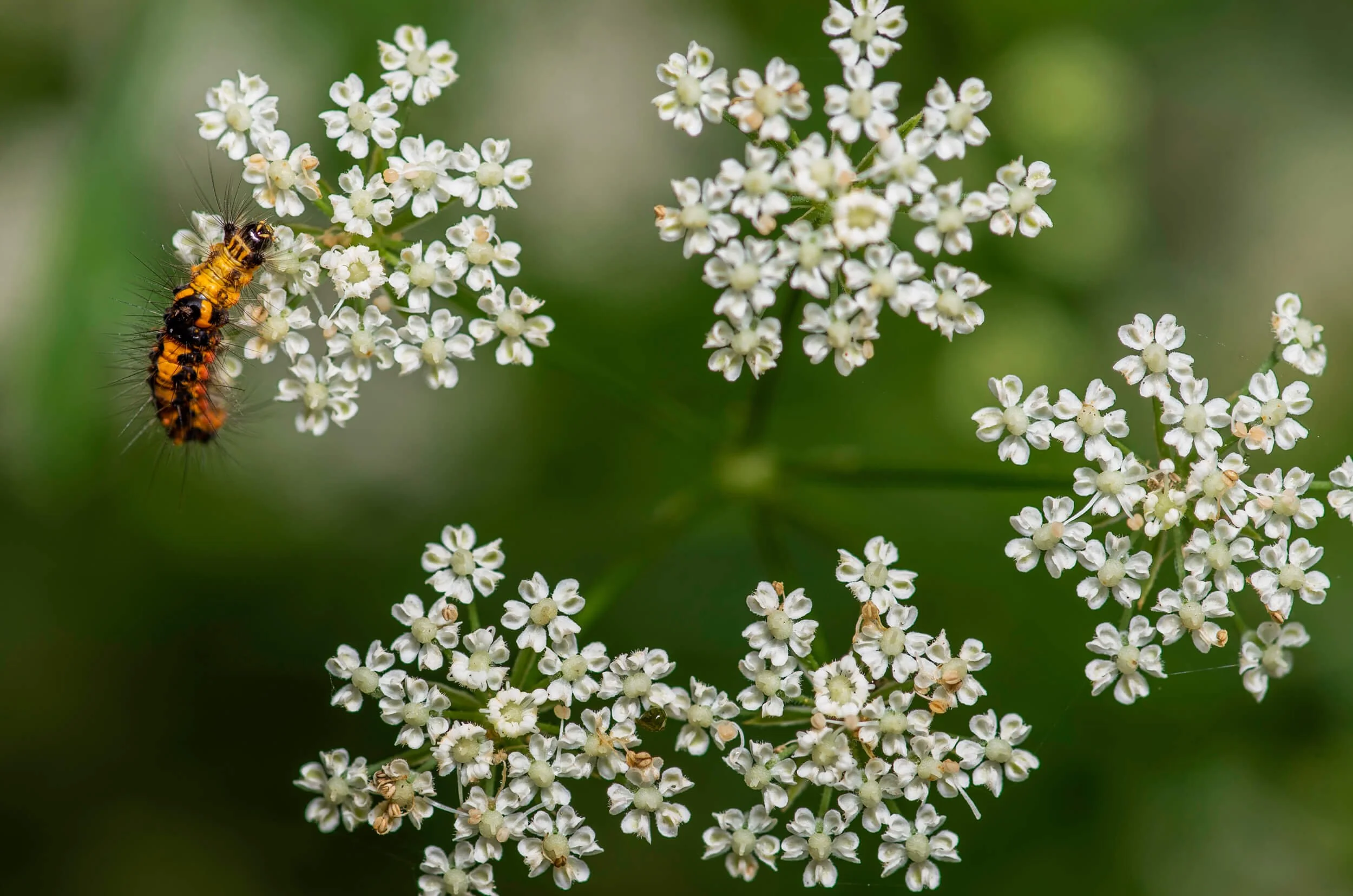 Mastering the Art of Macro Photography: Capturing the Tiny World of ...