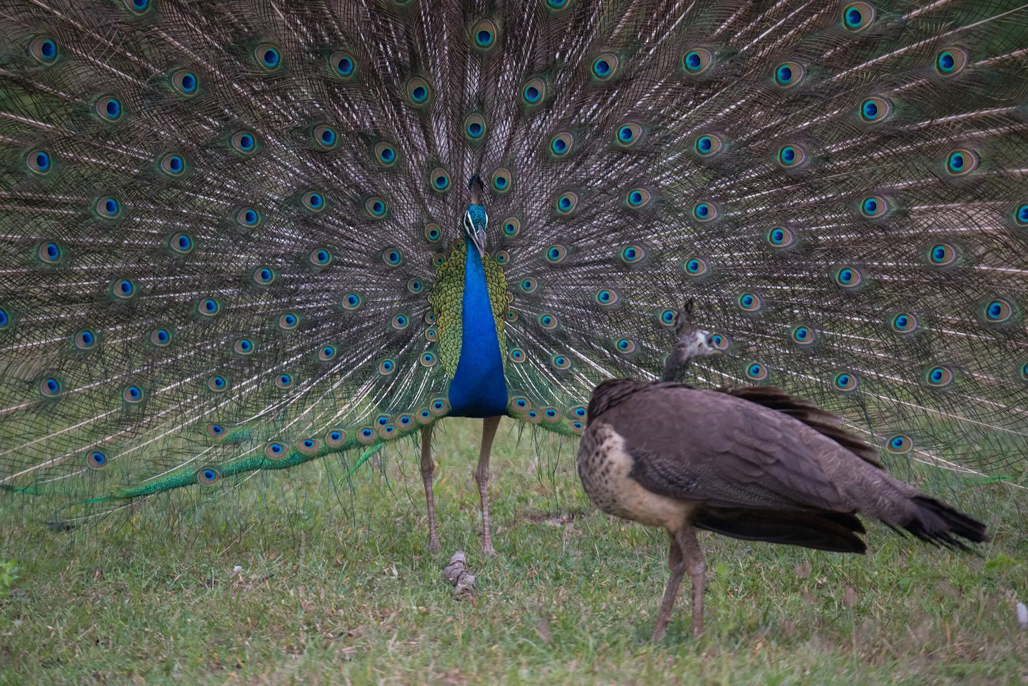 The Enigmatic Indian Peafowl: A Majestic Symbol of Culture, Beauty, and ...