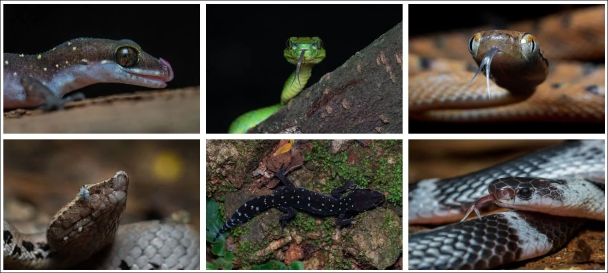 10 Tips for Better Wildlife Photography — Damith Danthanarayana