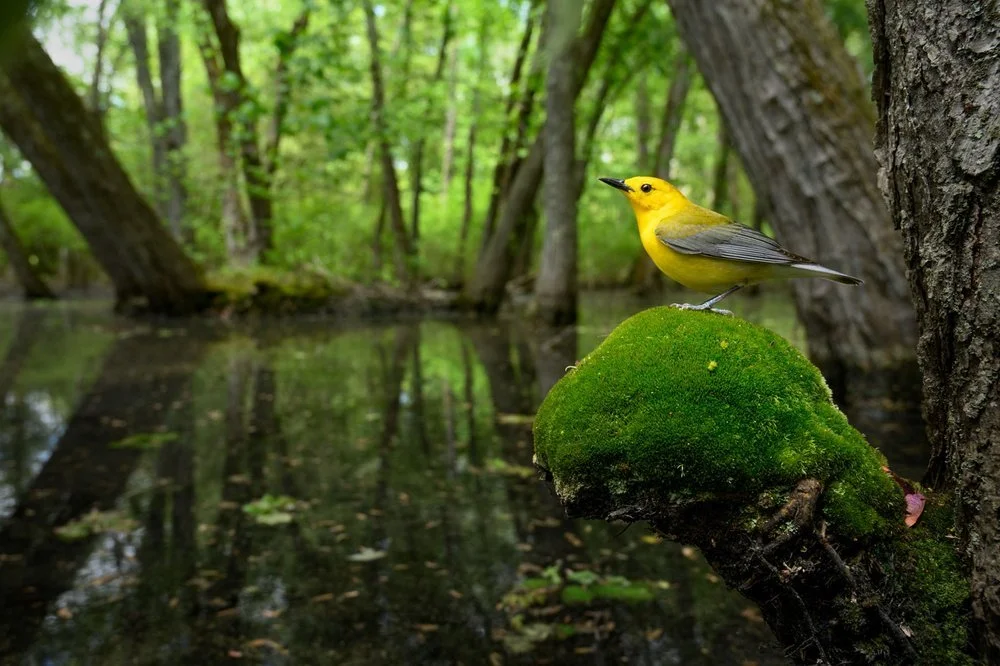 Bird Photographer of the Year 2022 Winners — Damith Danthanarayana