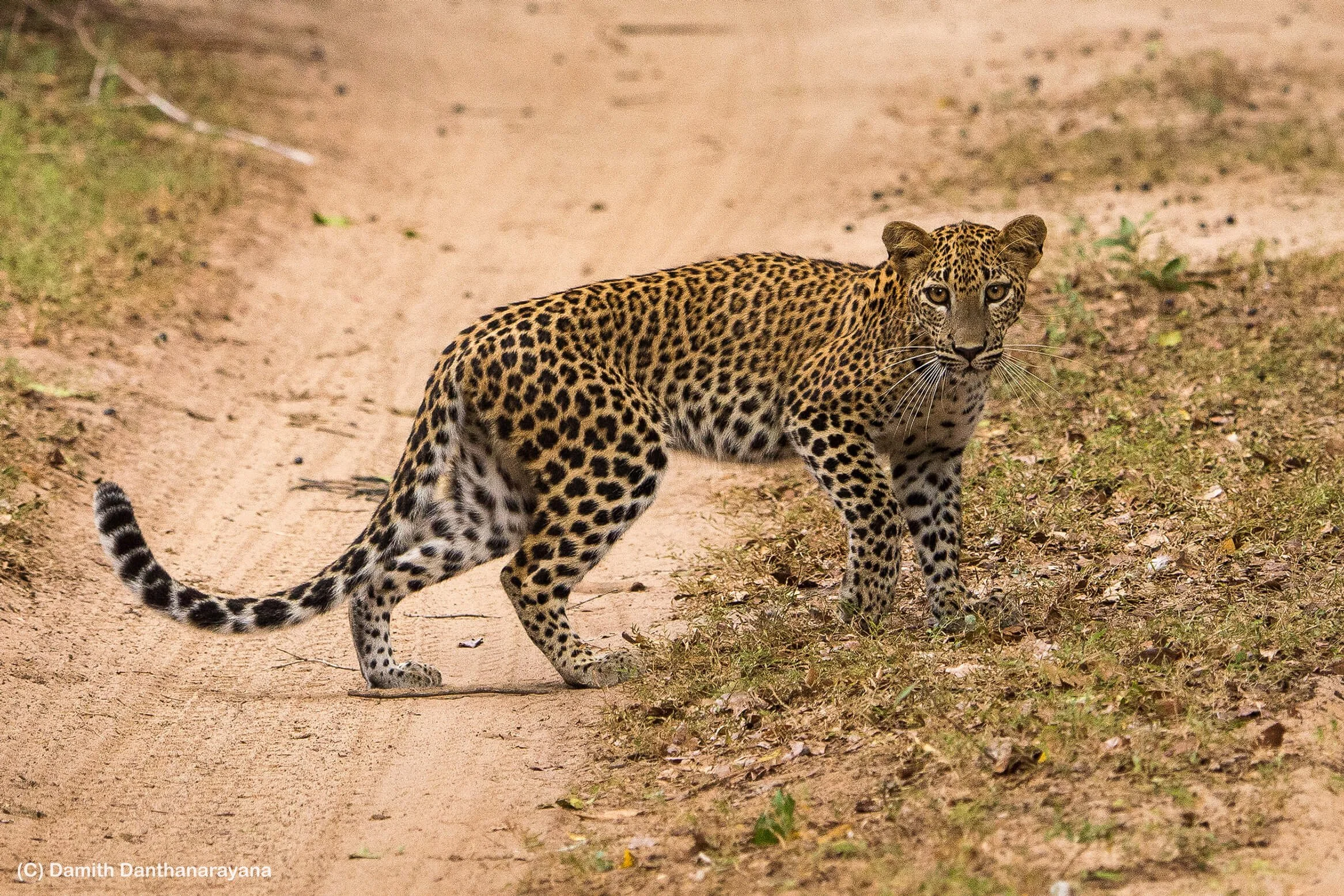 Sri Lankan leopards (Panthera pardus kotiya) — Damith Danthanarayana