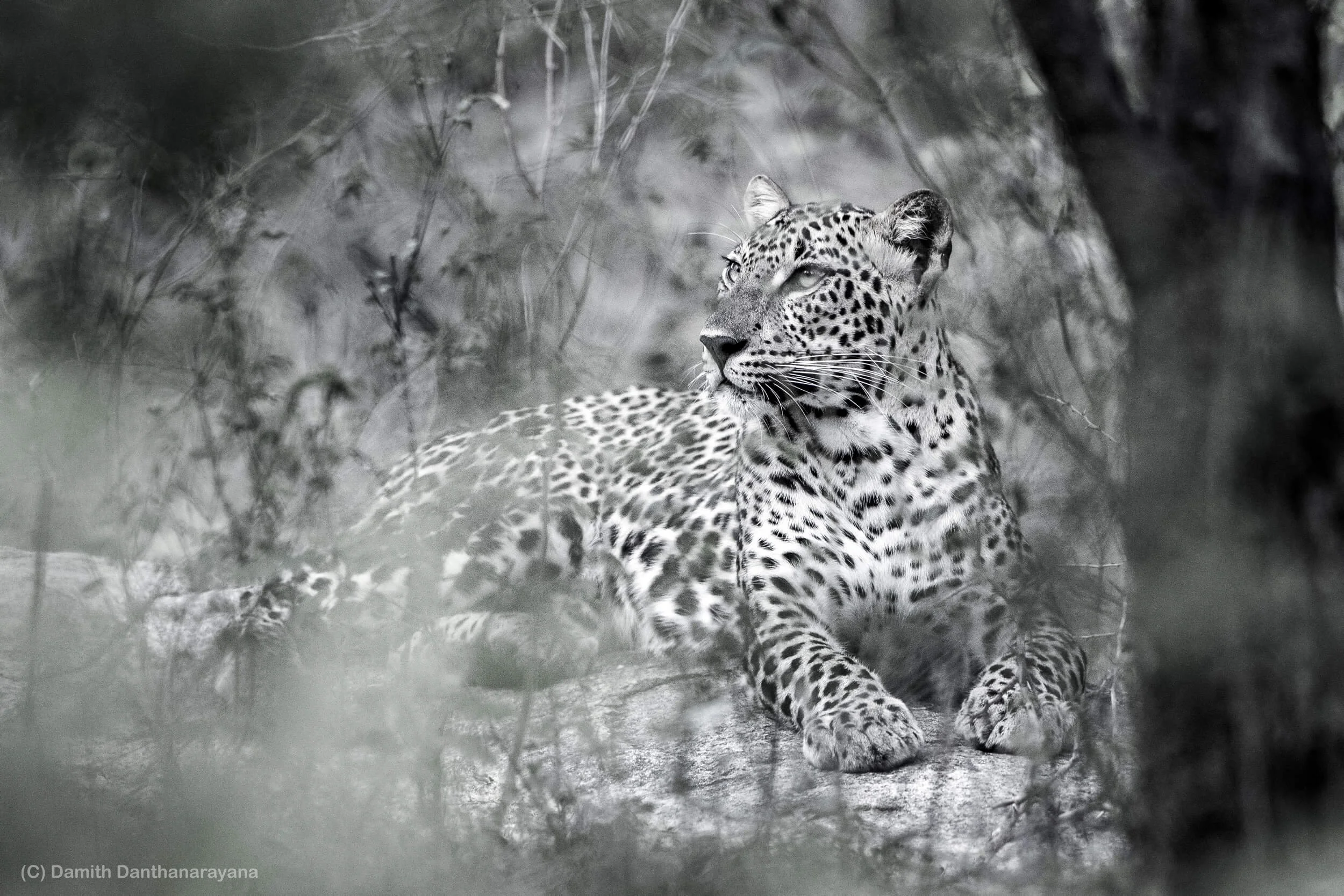 Sri Lankan leopards (Panthera pardus kotiya) — Damith Danthanarayana