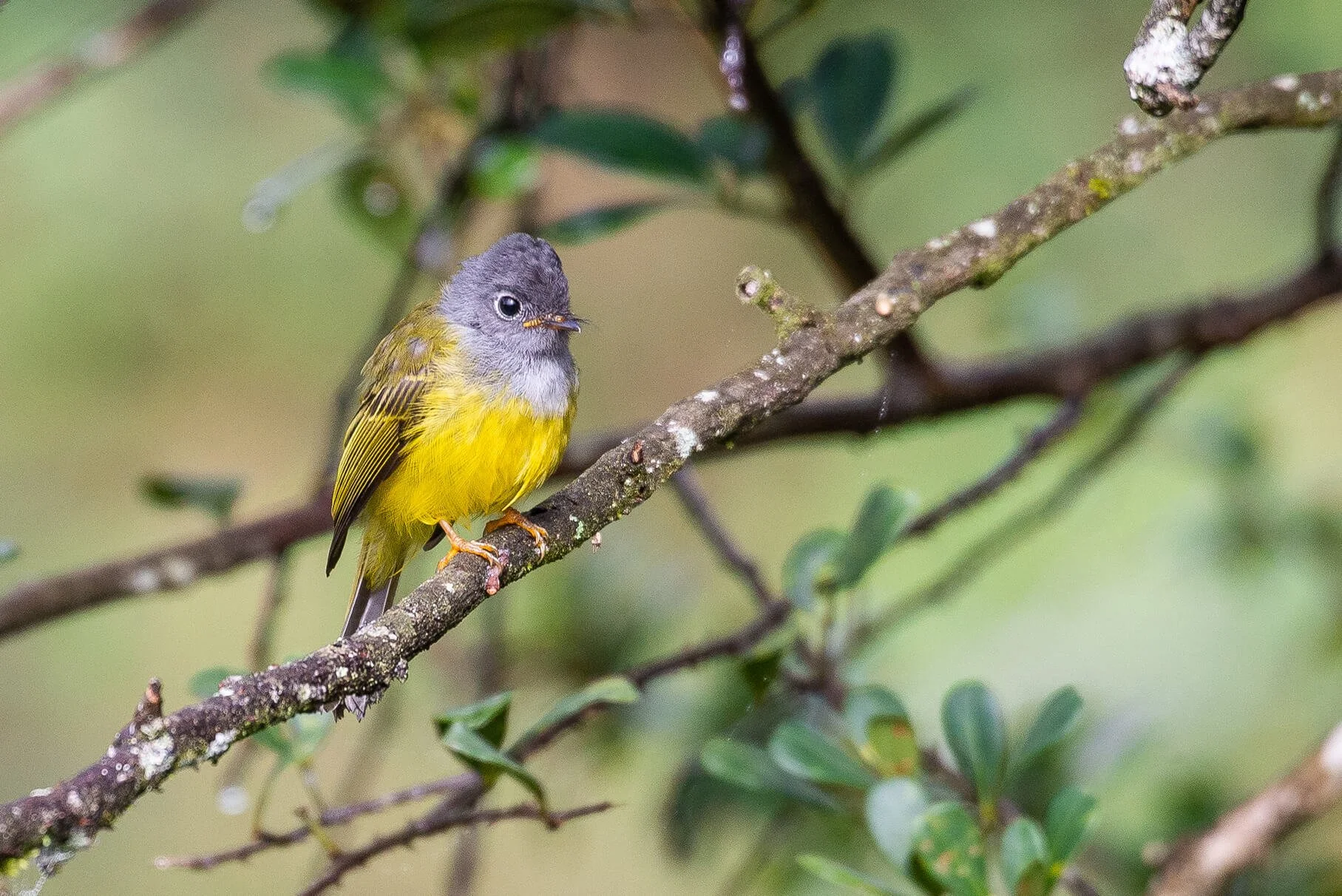 Horton Plains National Park, Sri Lanka — Damith Danthanarayana