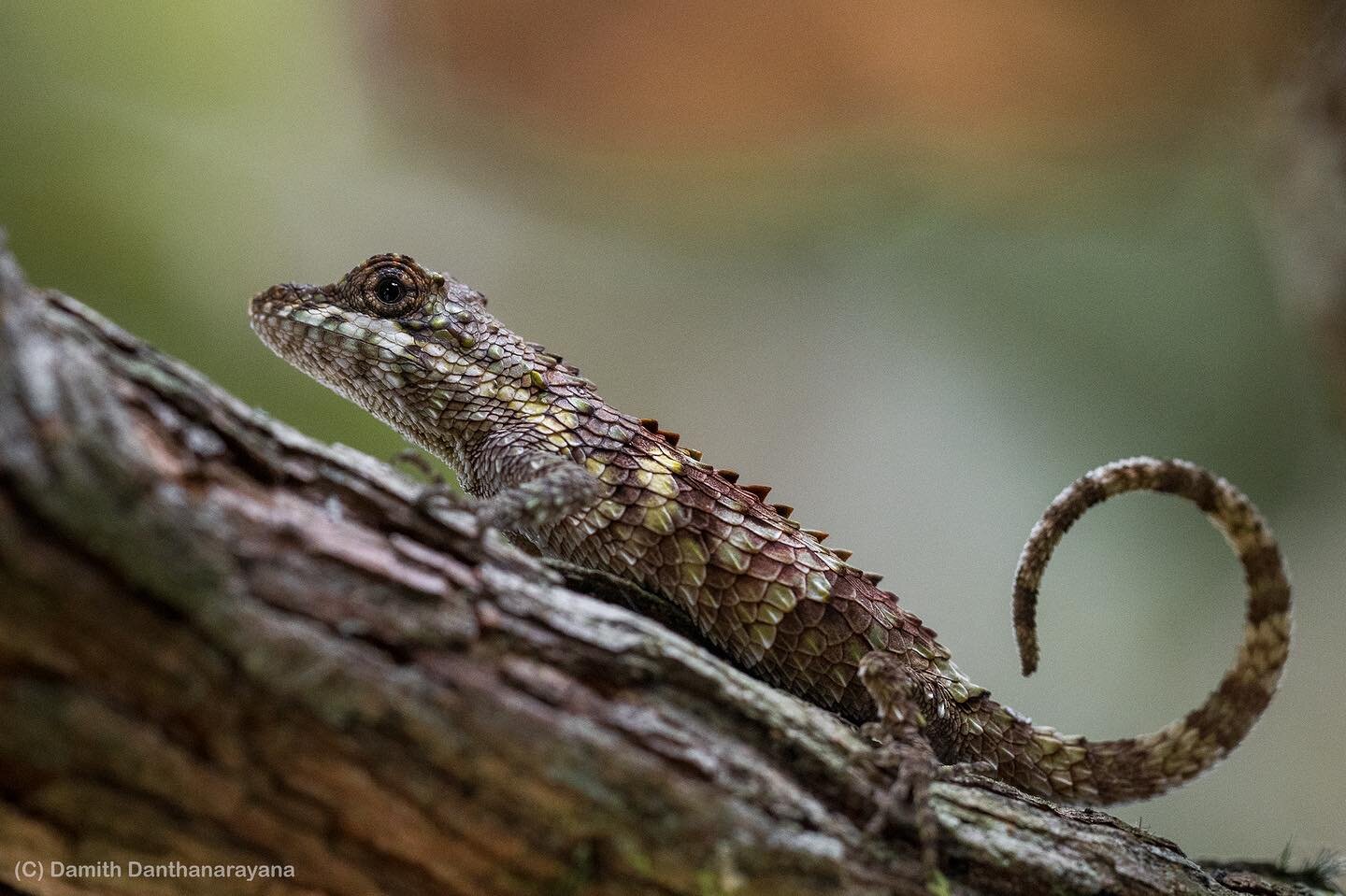 Your Beginner's Guide to Stunning Macro-Insect Photography — Damith ...