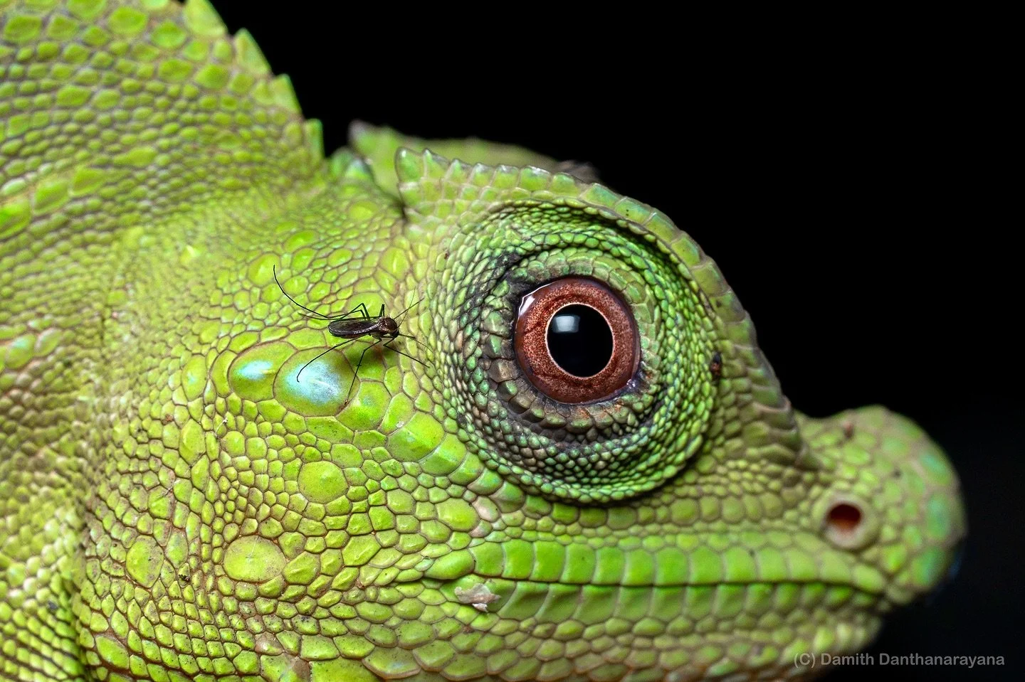 How to upload photos for Facebook with their best quality? — Damith ...