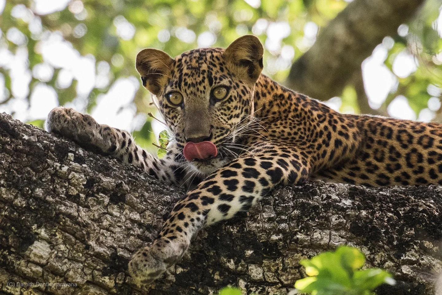 Your Beginner's Guide to Stunning Macro-Insect Photography — Damith ...