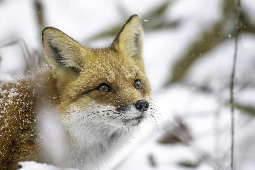 Christmas Animals Around the World: From Reindeer to Robins — Damith ...