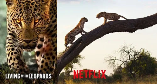 Discover the Untamed Majesty of 'Living with Leopards' on Netflix ...