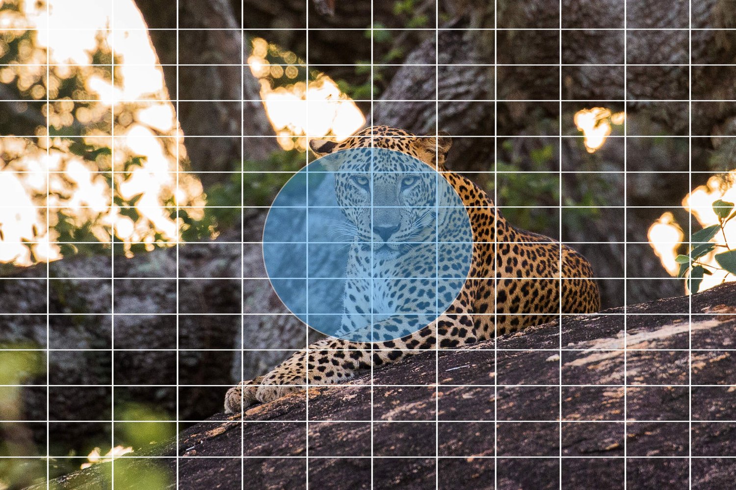 Camera Metering Modes: How to Use Metering Modes — Damith Danthanarayana
