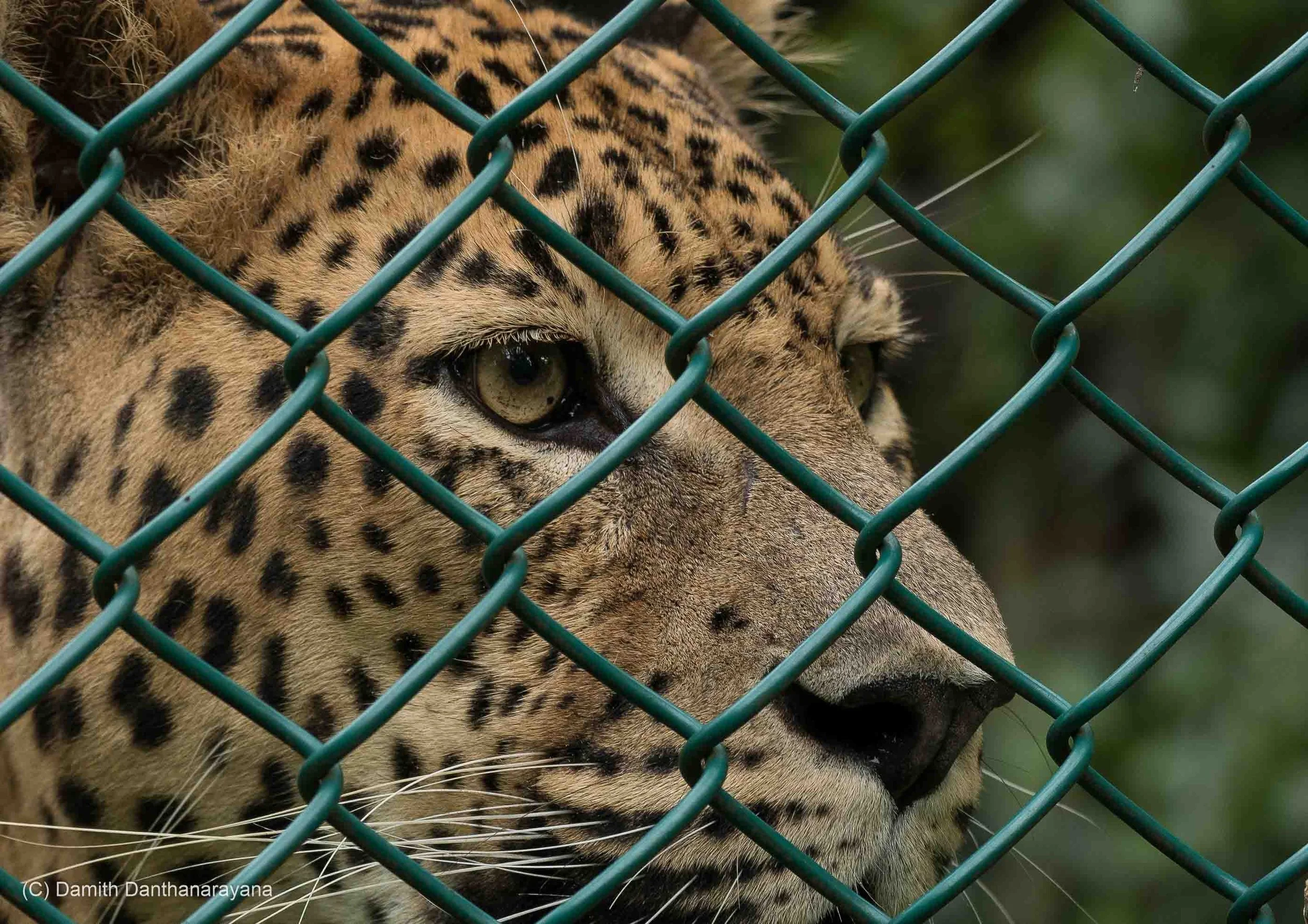 Capturing Nature's Beauty: Conservation Photography by Damith ...