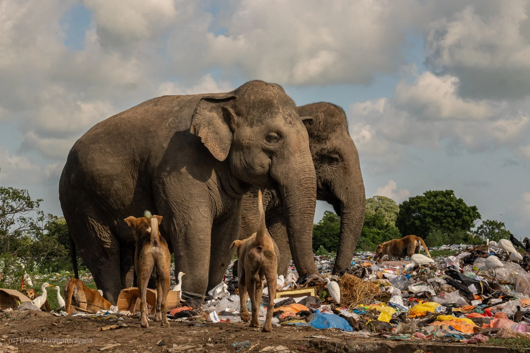 Saving Sri Lanka’s Elephants: How Proper Waste Disposal Can Make a ...