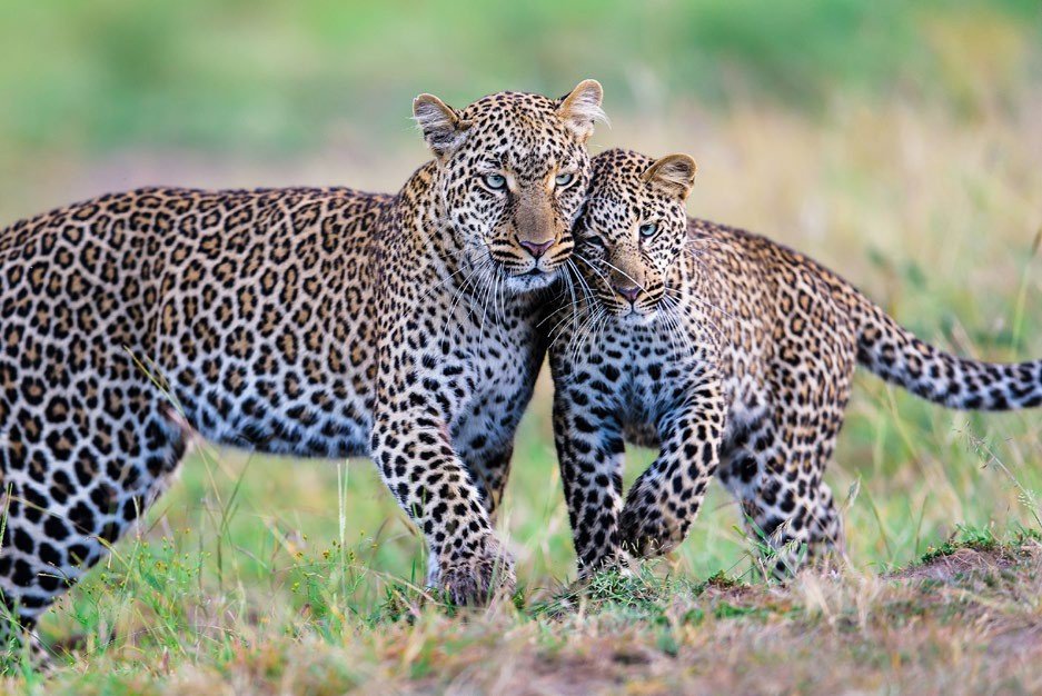 Unleash the Leopard's Soul: Stunning Photography & Conservation Mission ...