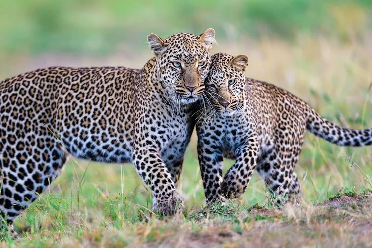 Unleash the Leopard's Soul: Stunning Photography & Conservation Mission ...