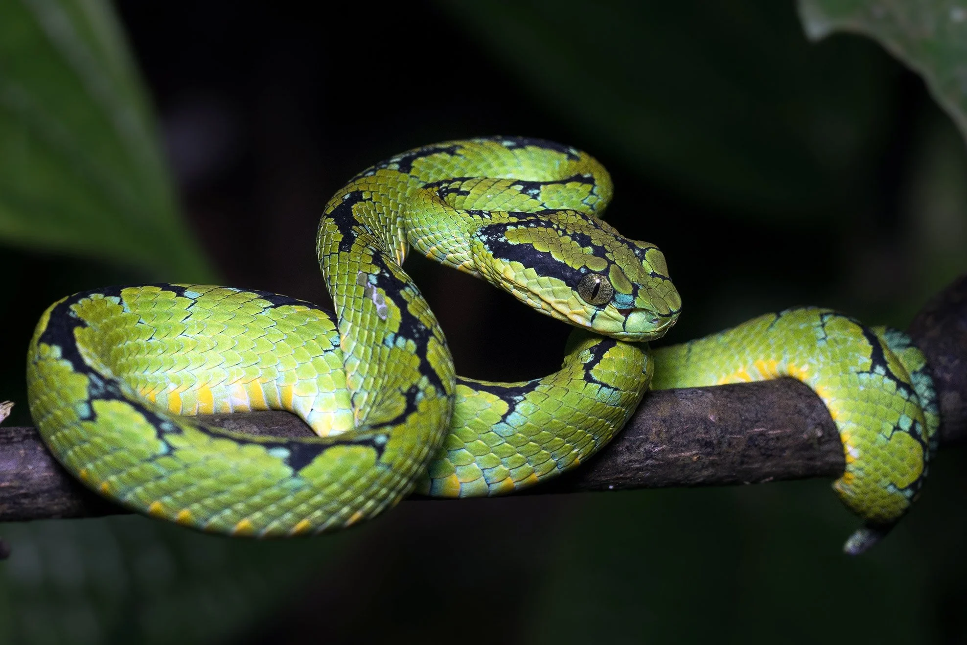 Sri Lankan green pit viper (Craspedocephalus trigonocephalus) is ...