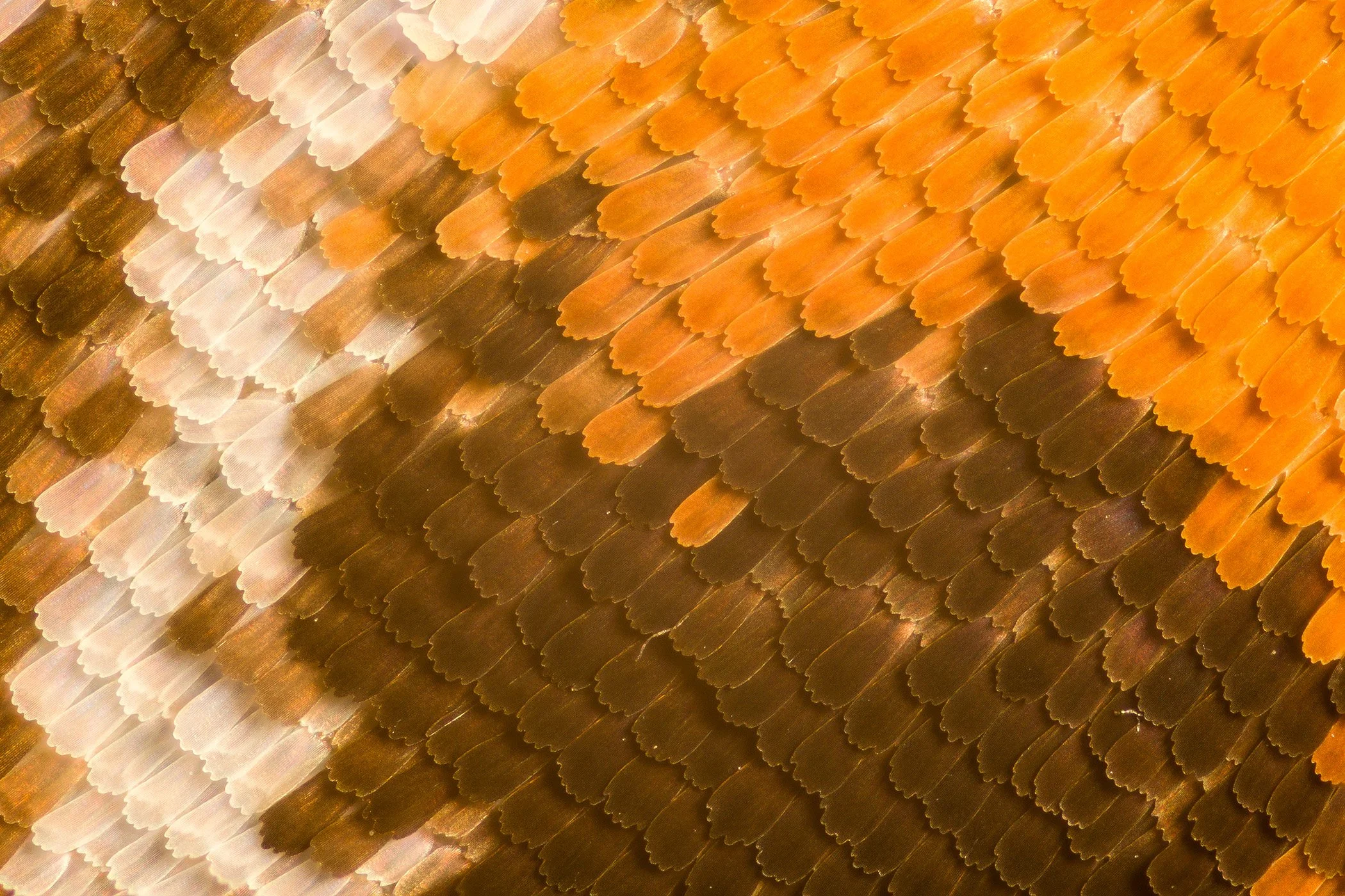 Focus Stacking using Helicon Focus. — Damith Danthanarayana