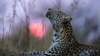 Unleash the Leopard's Soul: Stunning Photography & Conservation Mission ...