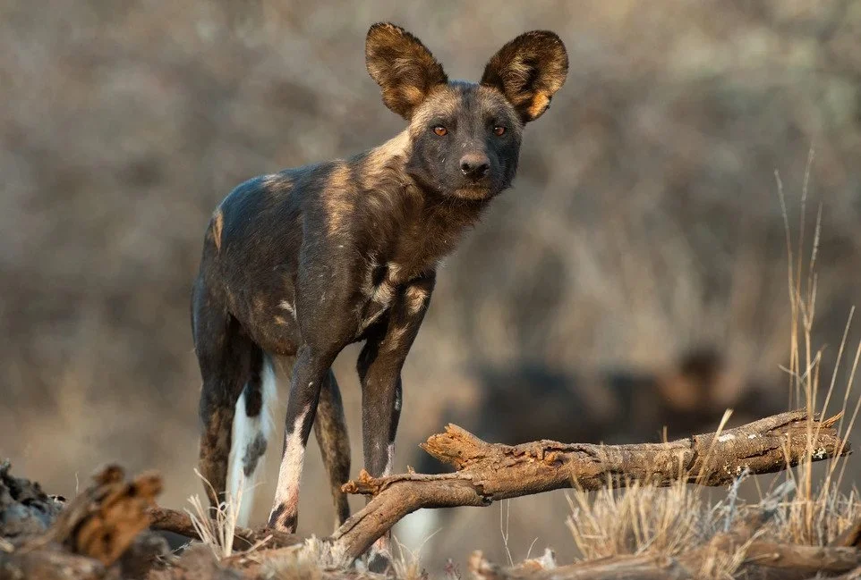 Remembering African Wild Dogs by Wildlife Photographers United ...