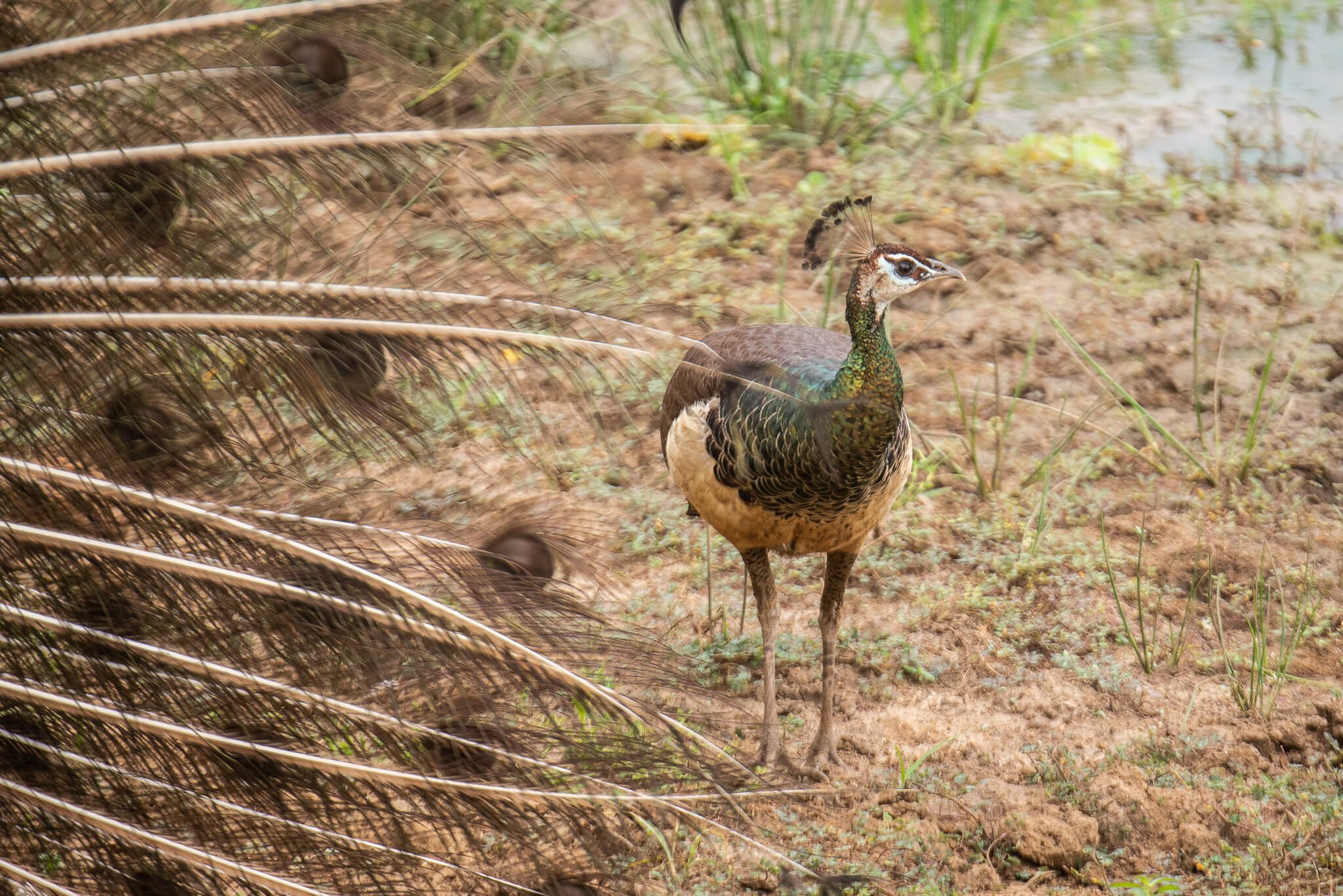 The Enigmatic Indian Peafowl: A Majestic Symbol of Culture, Beauty, and ...