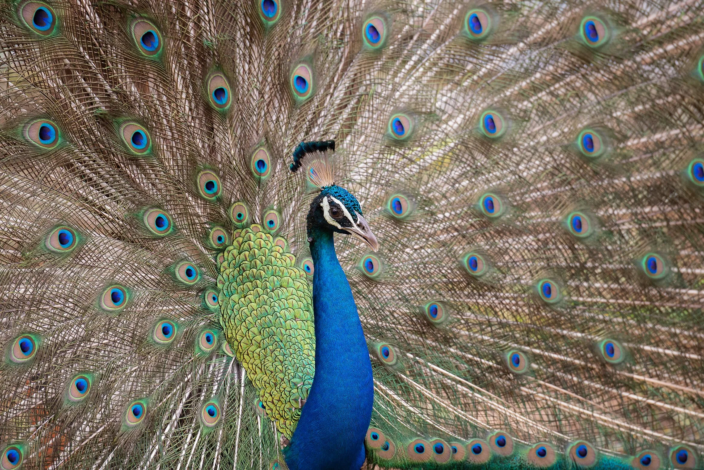 The Enigmatic Indian Peafowl: A Majestic Symbol of Culture, Beauty, and ...