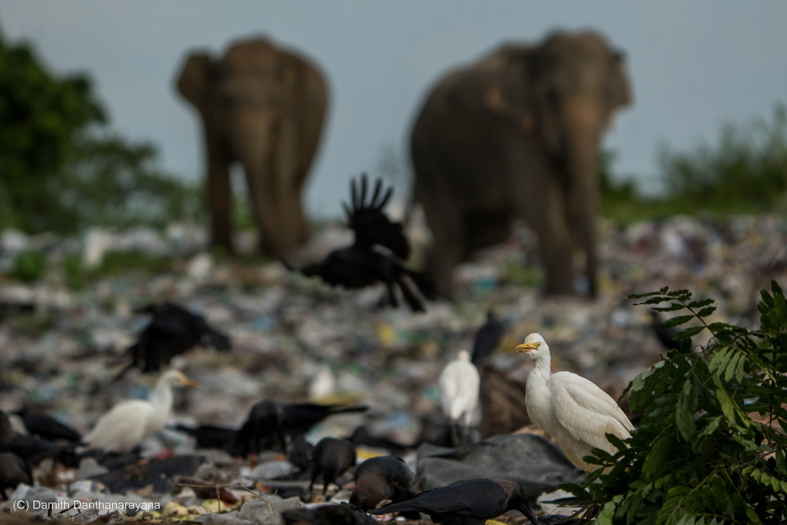 Capturing Nature's Beauty: Conservation Photography by Damith ...