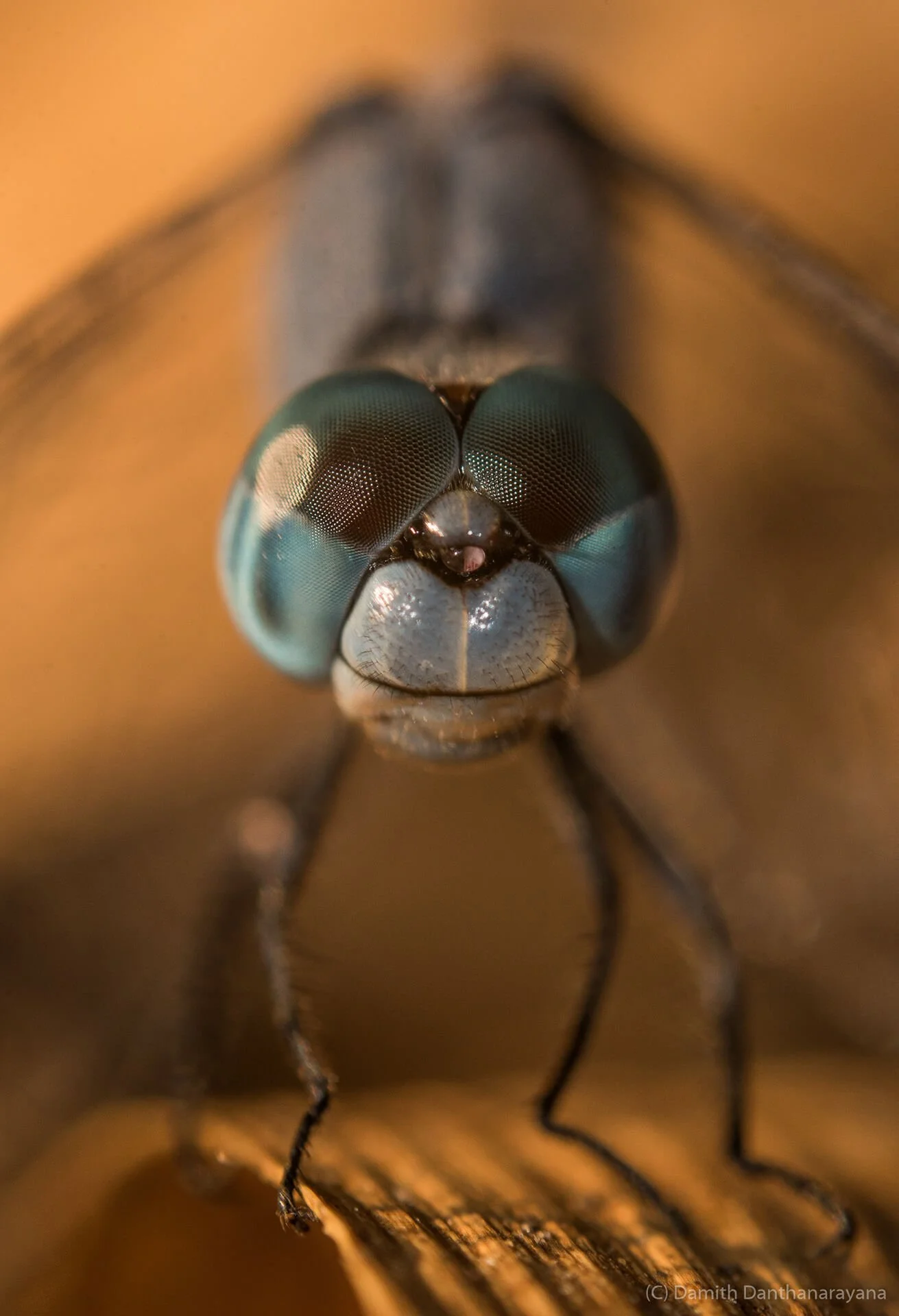Macro Photography on a Budget with Reversed Lenses — Damith Danthanarayana