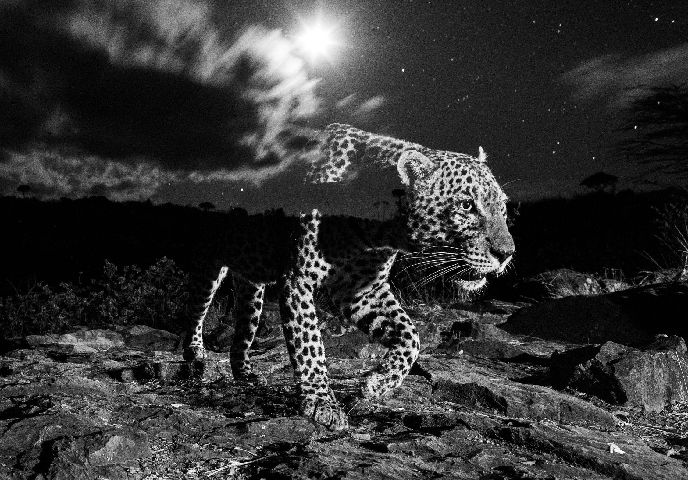 Unleash the Leopard's Soul: Stunning Photography & Conservation Mission ...