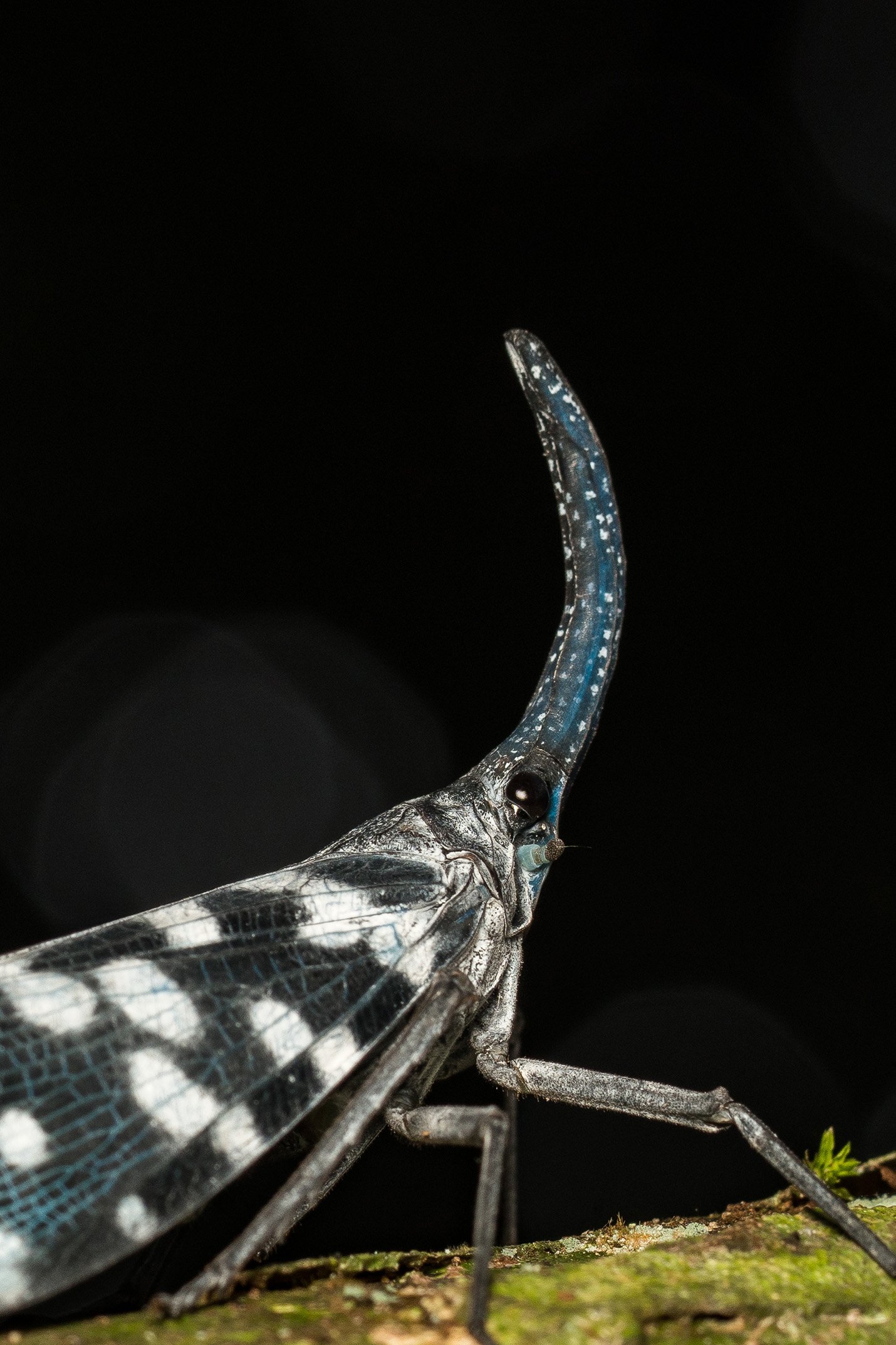 Your Beginner's Guide to Stunning Macro-Insect Photography — Damith ...