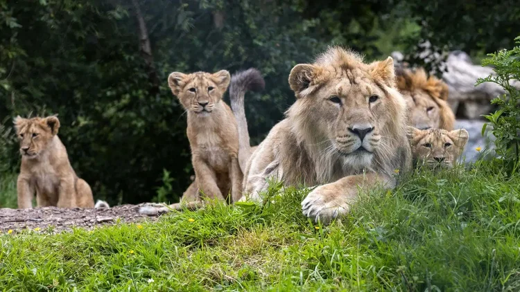 Fota Wildlife Park: Your Guide to Tickets, Reviews, and Nearby Hotels ...