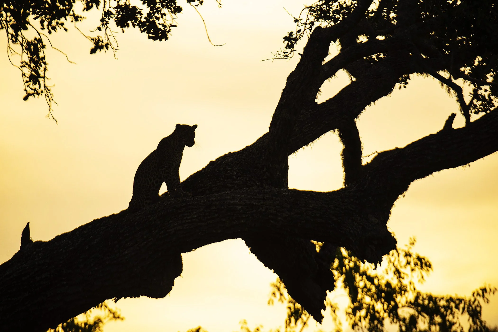 Mastering the Art of Silhouette Photography: Creating Stunning Visual ...