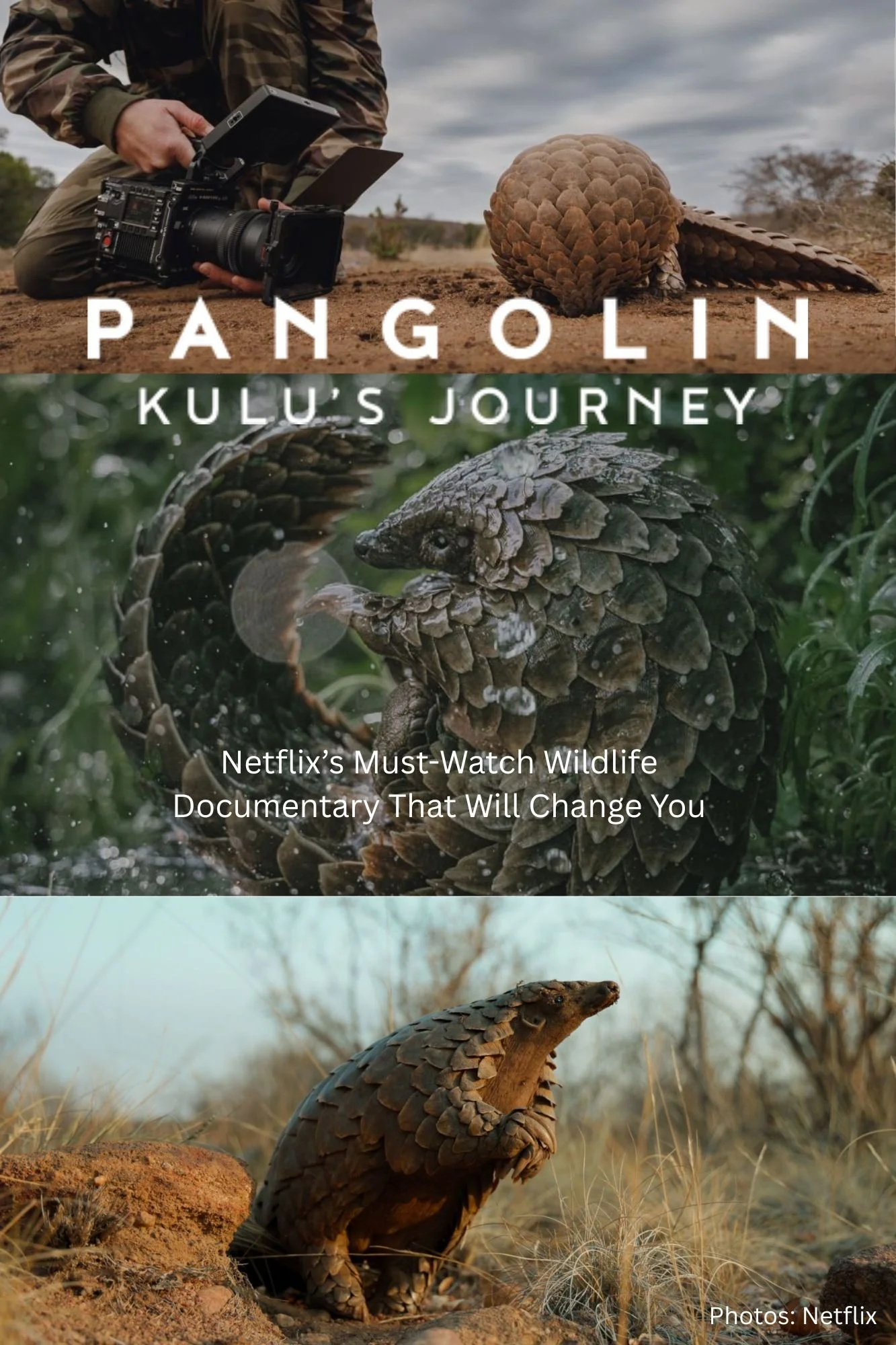 Pangolin: Kulu’s Journey – Netflix’s Must-Watch Wildlife Documentary ...