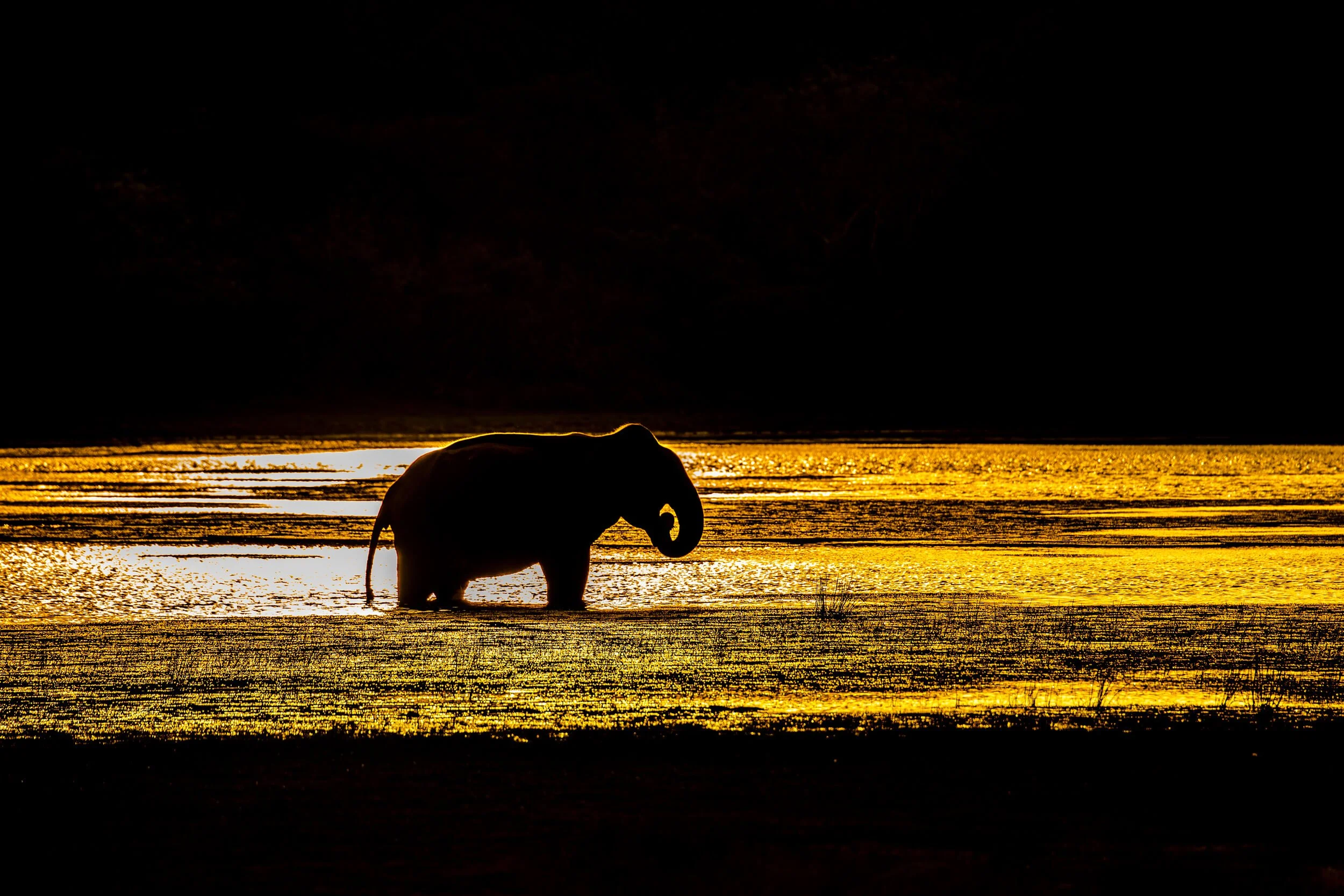 Mastering the Art of Silhouette Photography: Creating Stunning Visual ...