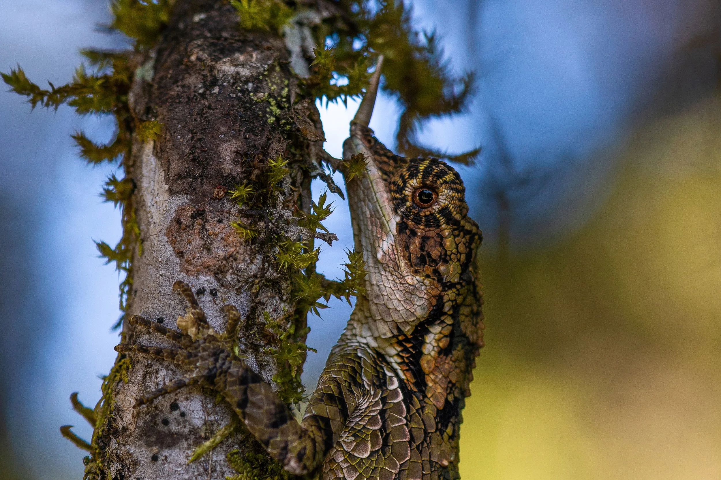 World Lizard Day 2023: Celebrating Lizard Diversity and Conservation ...