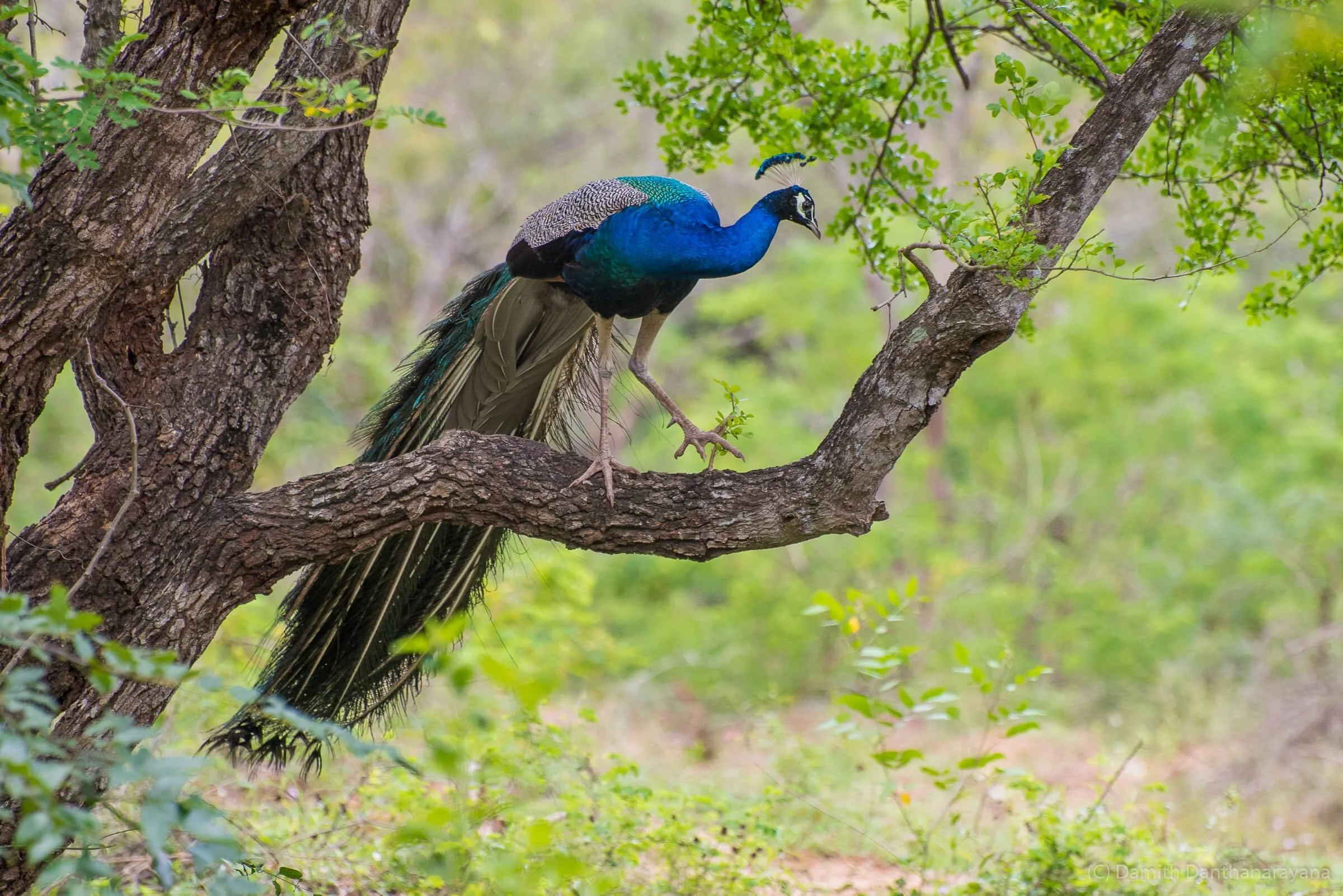 The Enigmatic Indian Peafowl: A Majestic Symbol of Culture, Beauty, and ...
