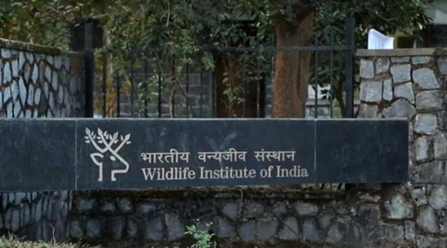 Wildlife Institute of India: Pioneering Biodiversity Conservation ...