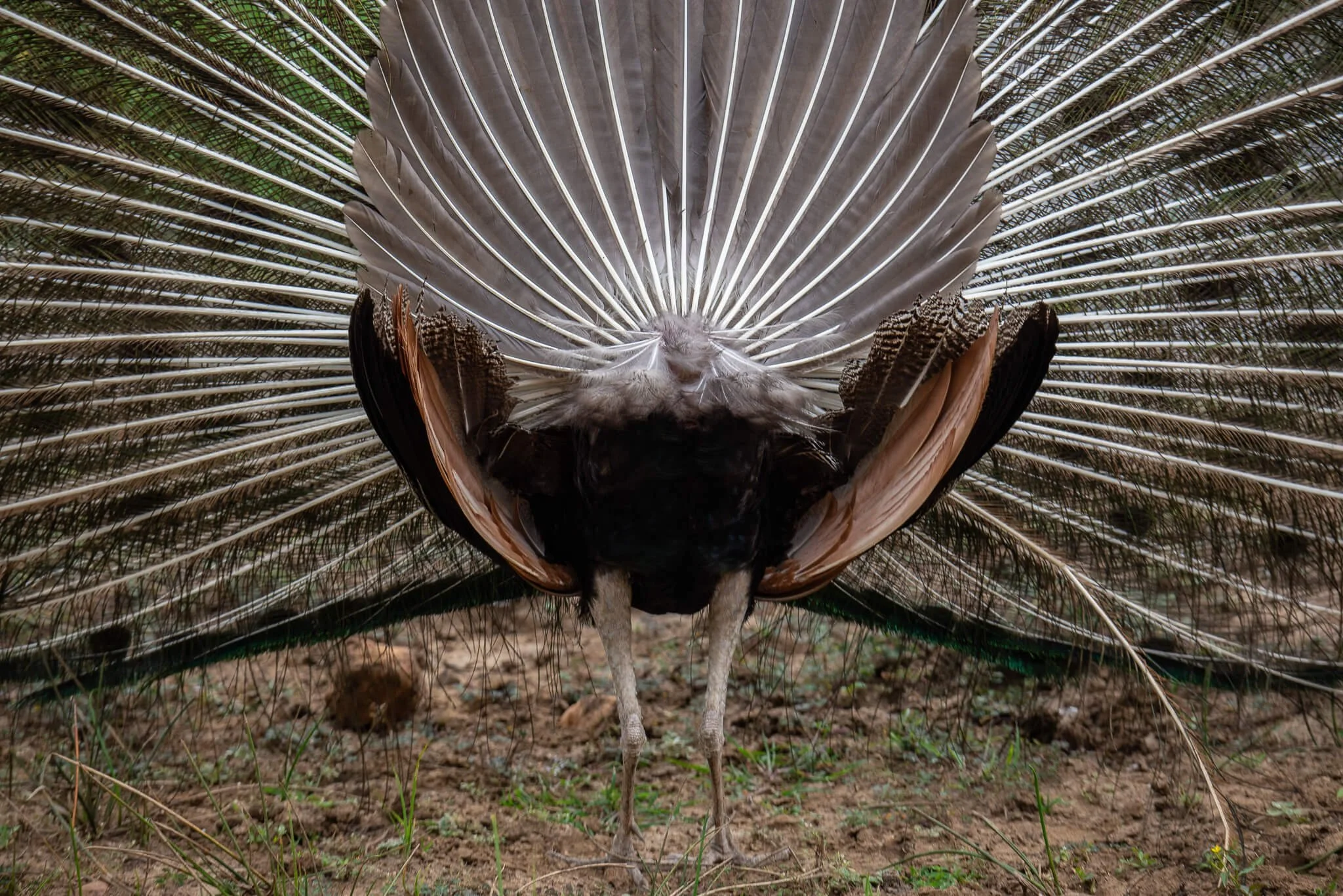 The Enigmatic Indian Peafowl: A Majestic Symbol of Culture, Beauty, and ...