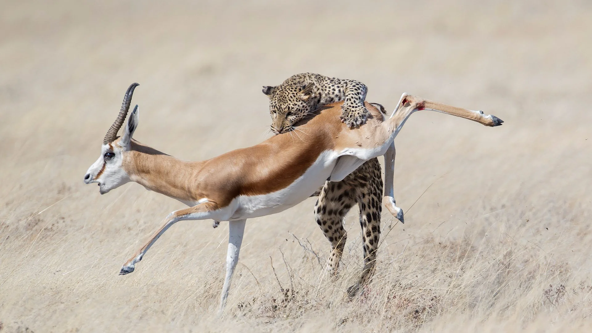 Unleash the Leopard's Soul: Stunning Photography & Conservation Mission ...