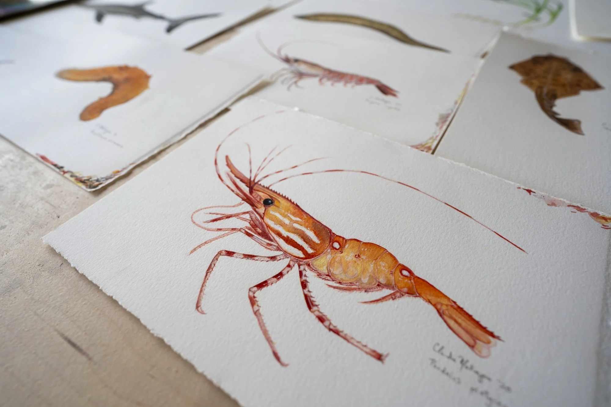 Mermaid Scientist by Claudia Makeyev