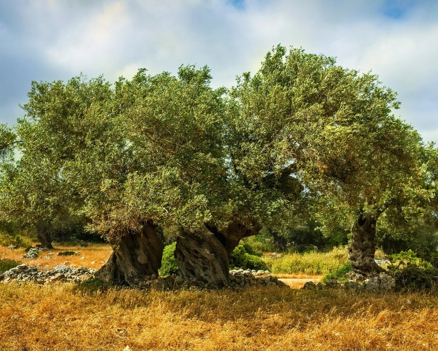 Olive Tree Family Therapy